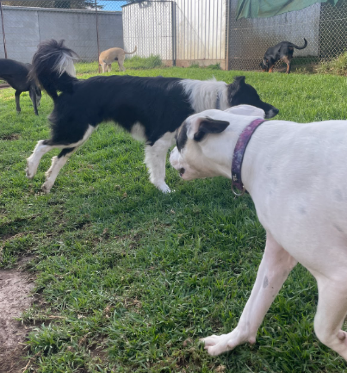 Kennels